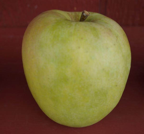 Crispin Apples Shine Sweetly in Apple Nut Cake - Weavers Orchard