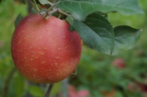 Fuji Apples in Campfire Apple Crisp - Weavers Orchard