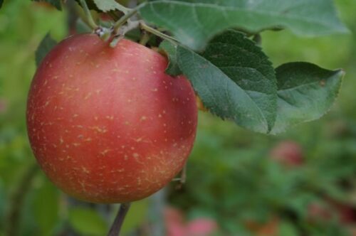 Fuji Apples in Campfire Apple Crisp - Weavers Orchard