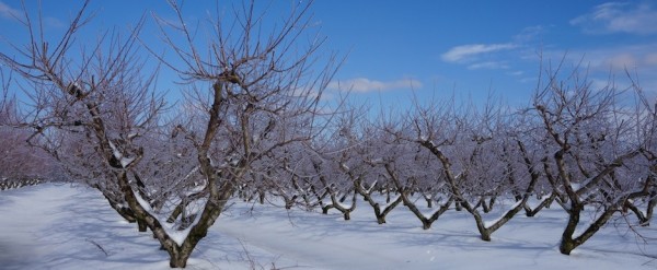 Plowing Through a Harsh Winter - Weavers Orchard
