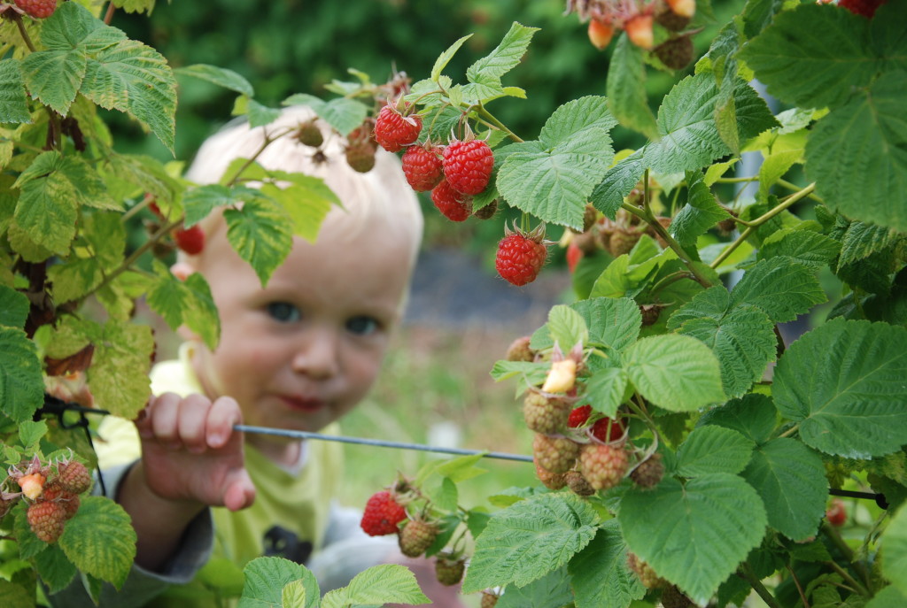 Raspberries - Weavers Orchard