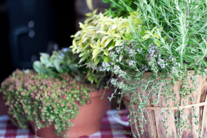 A Well-Stocked Pantry and the Best of the Season: A Cooking Class with ...