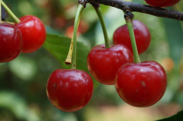 Bulk Fresh Pitted Sour Cherries - Weavers Orchard