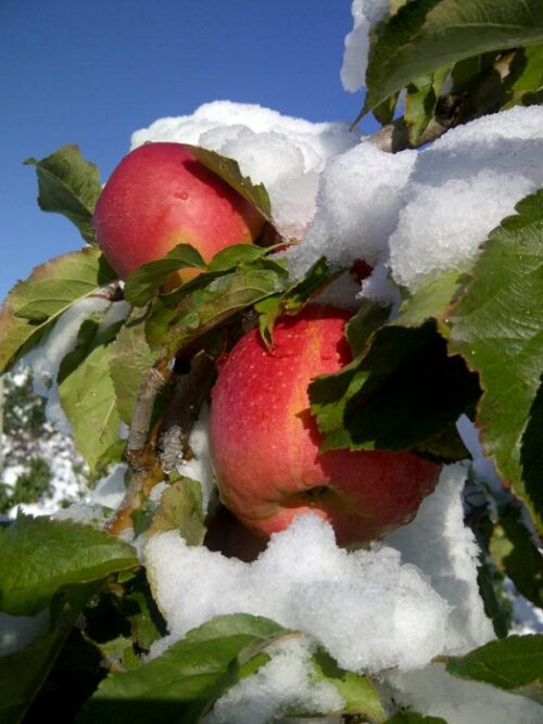 Pink Lady® Apples & Delicious Pennsylvania Dutch Apple Dip - Weavers ...