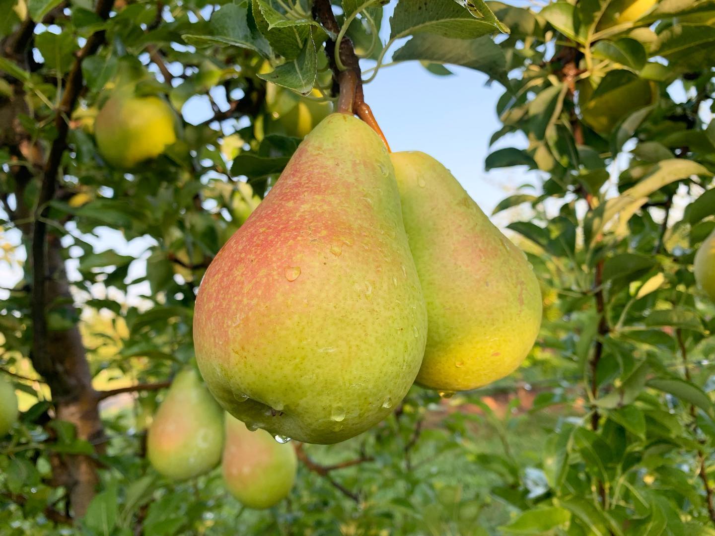 Pears - Weavers Orchard