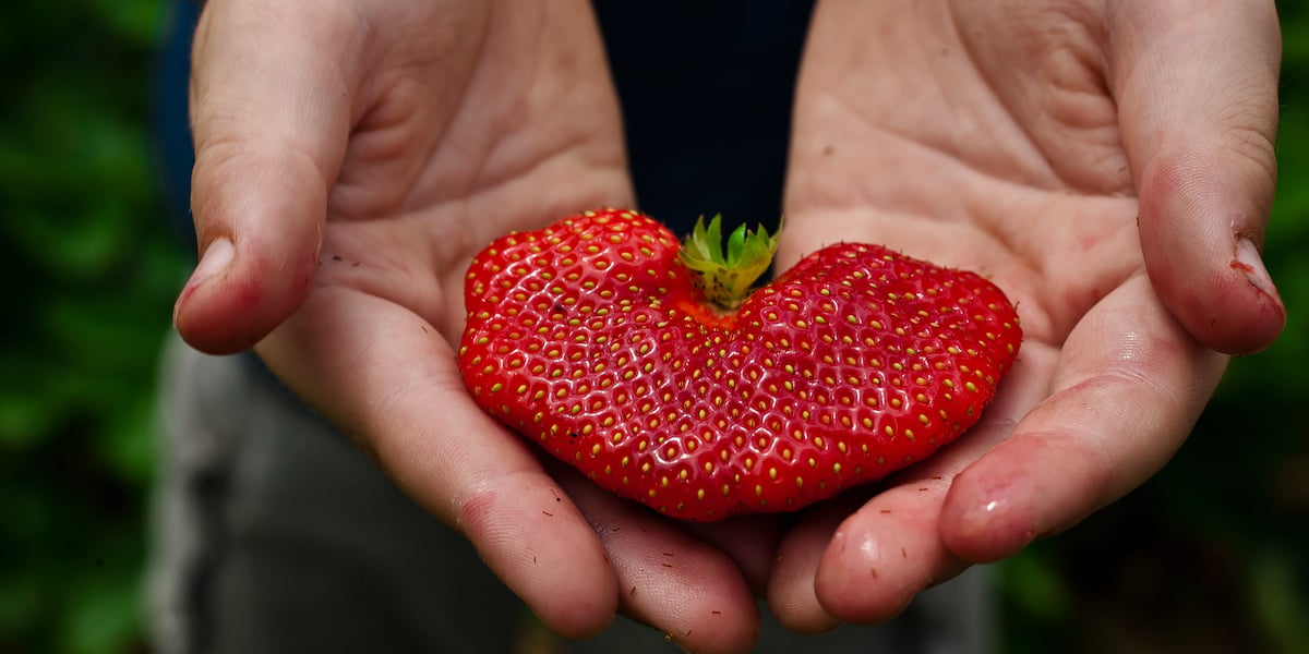 Weaver's Orchard - Farm Market & Pick-Your-Own