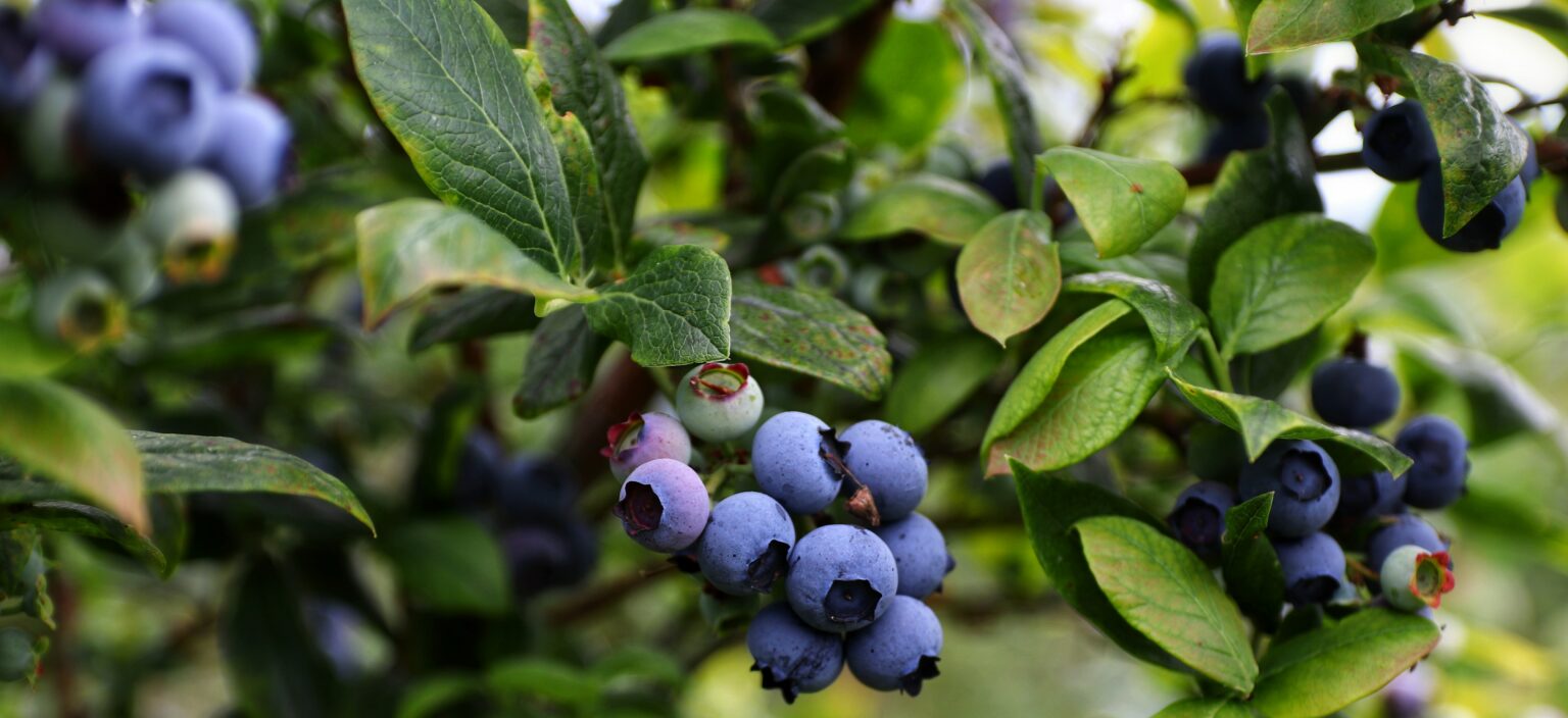 Blueberries - Weavers Orchard