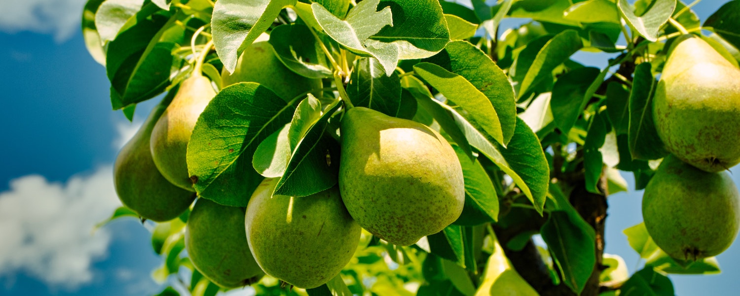 Pears - Weavers Orchard