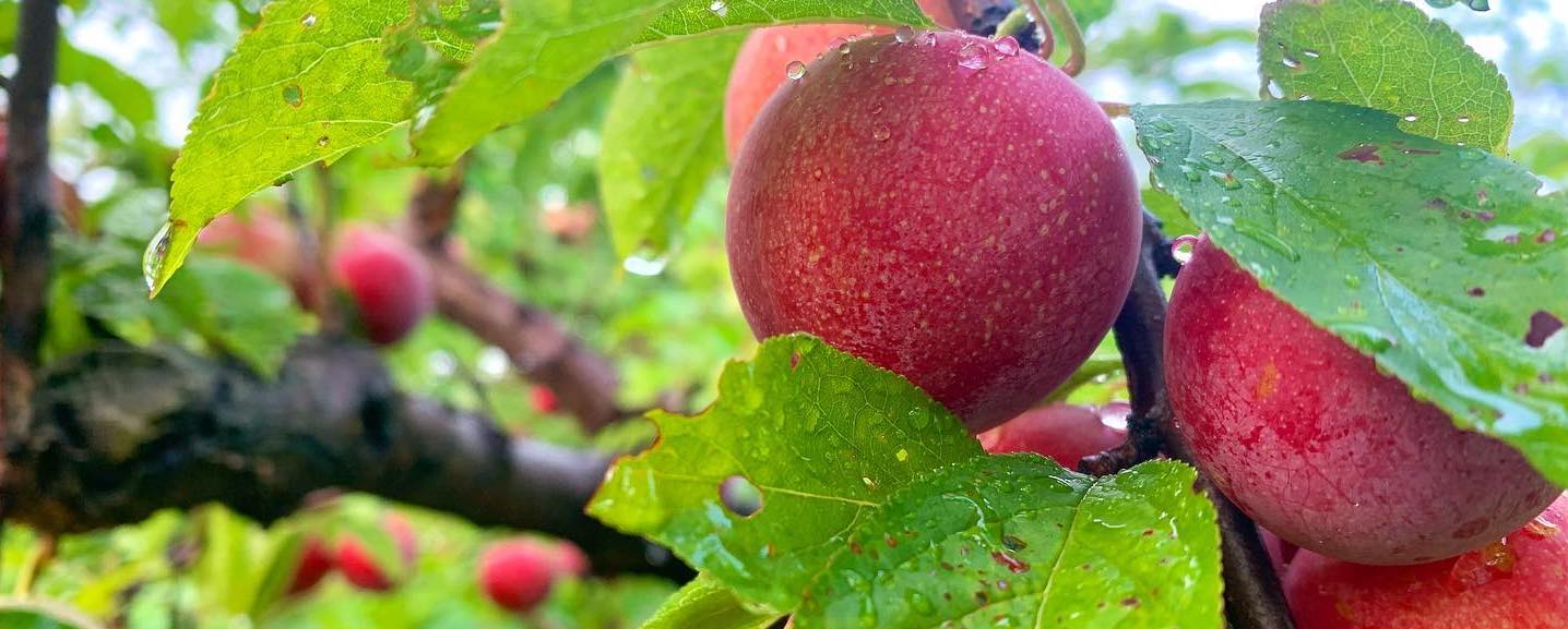 Plums - Weavers Orchard