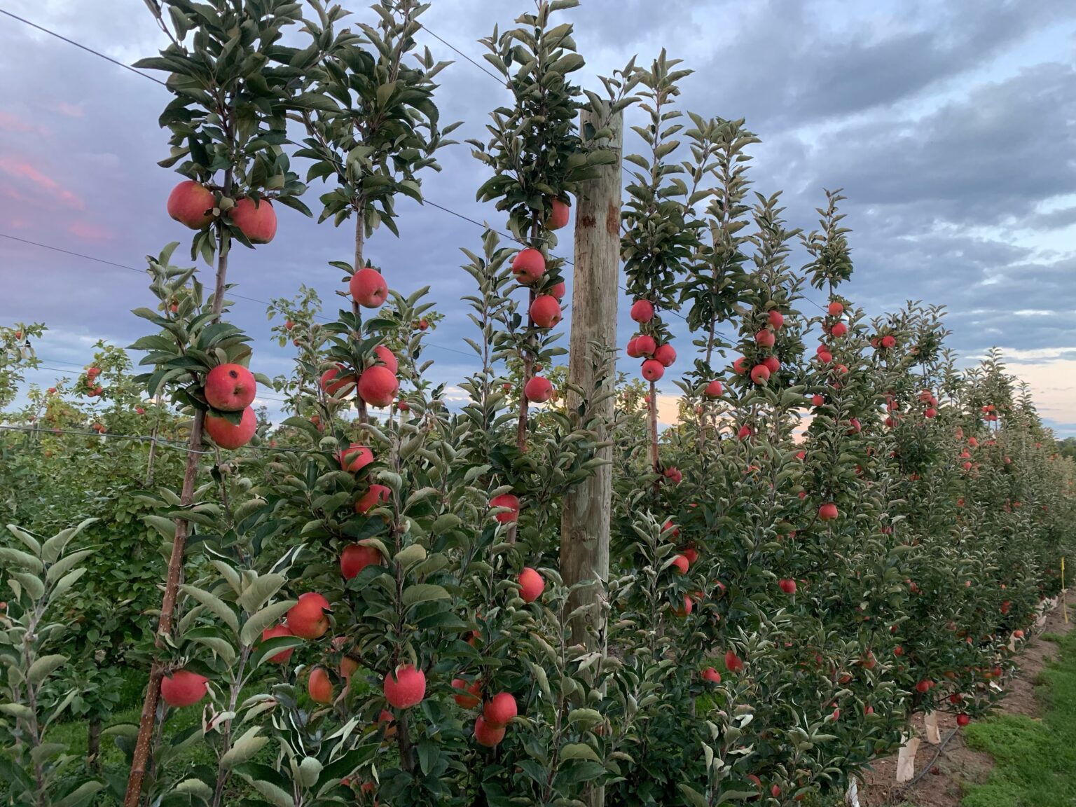 10 Cool Apple Facts - Weavers Orchard