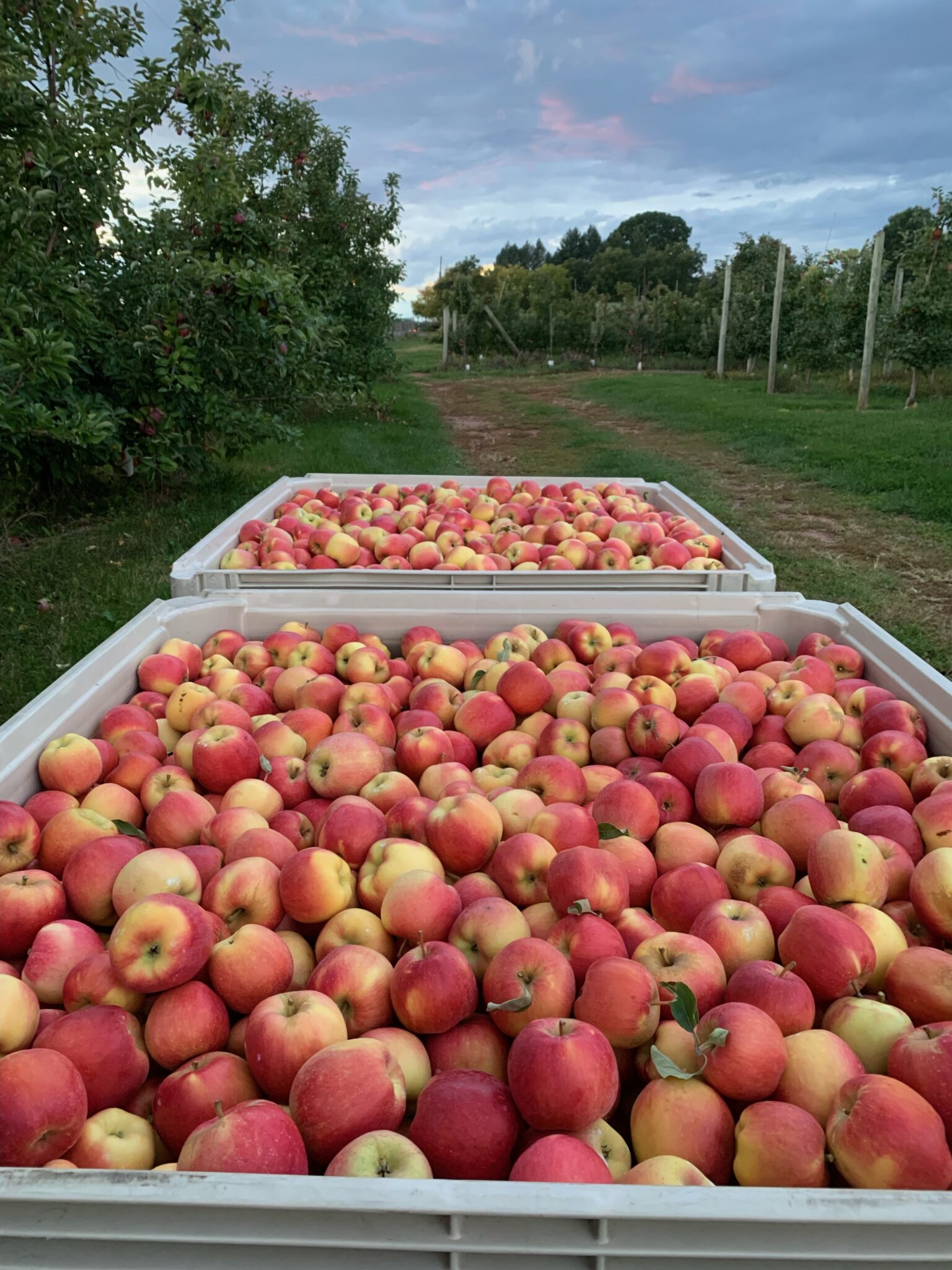 10 Cool Apple Facts - Weavers Orchard