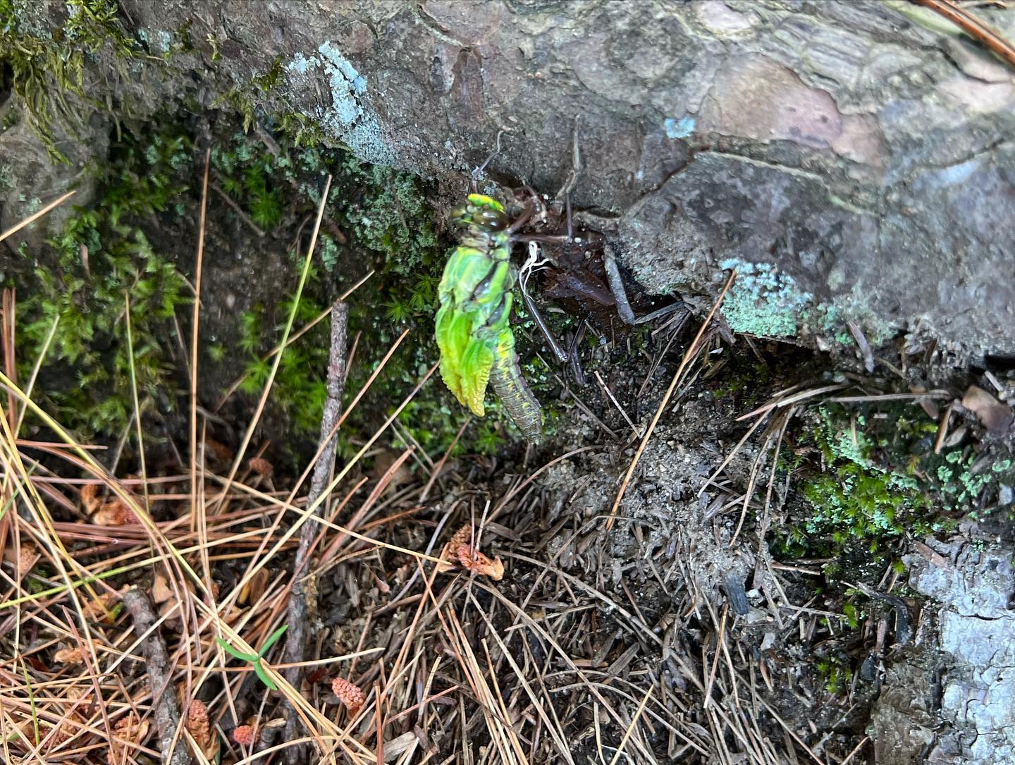 Nature-Based Unit Studies - Weavers Orchard