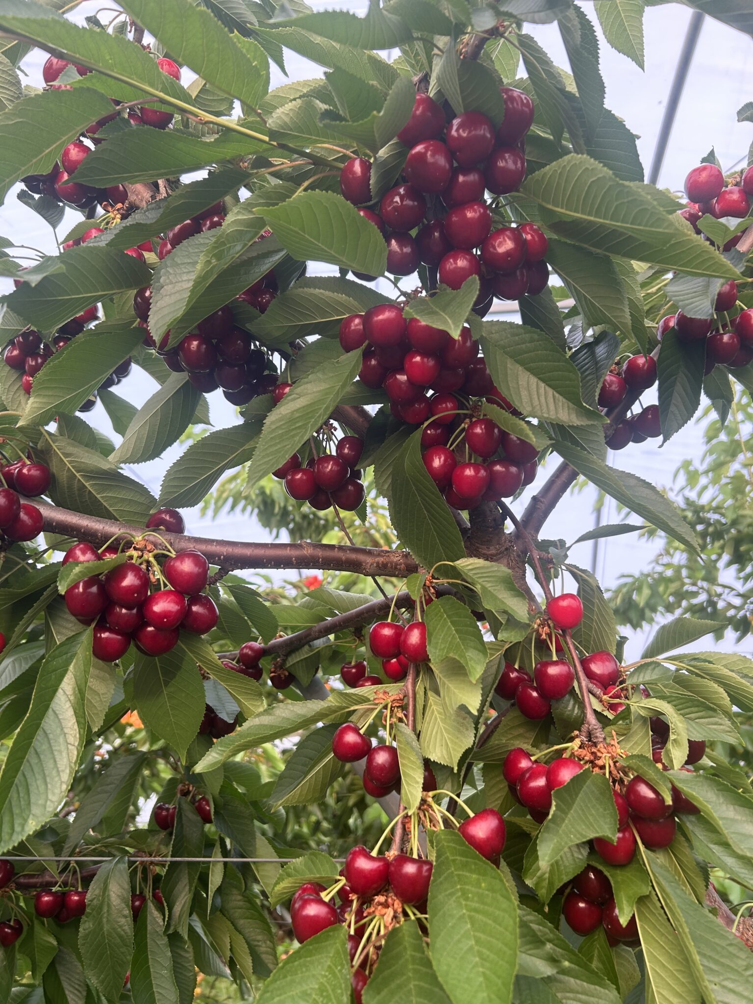 Sundaes with a Cherry on Top - Weavers Orchard